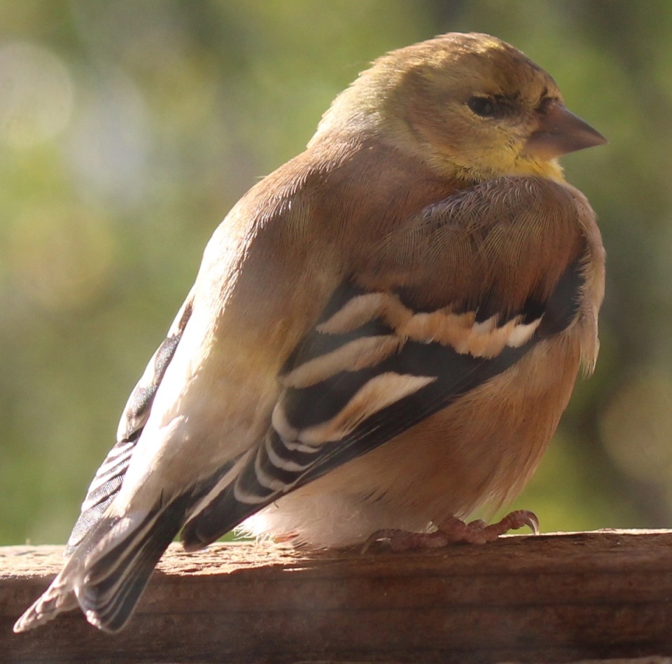 Burrrr! | loisbiz | Blipfoto