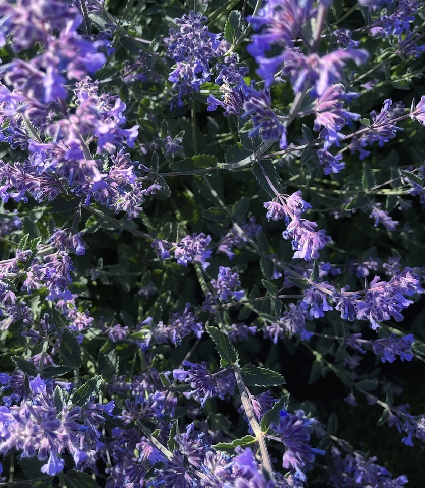 Hot hot hot | Pinkhairedlady | Blipfoto