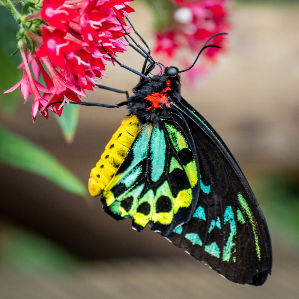 Triodes Priamus | AH14 | Blipfoto