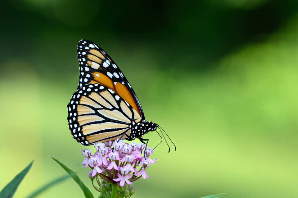 Perfect | dbifulco | Blipfoto