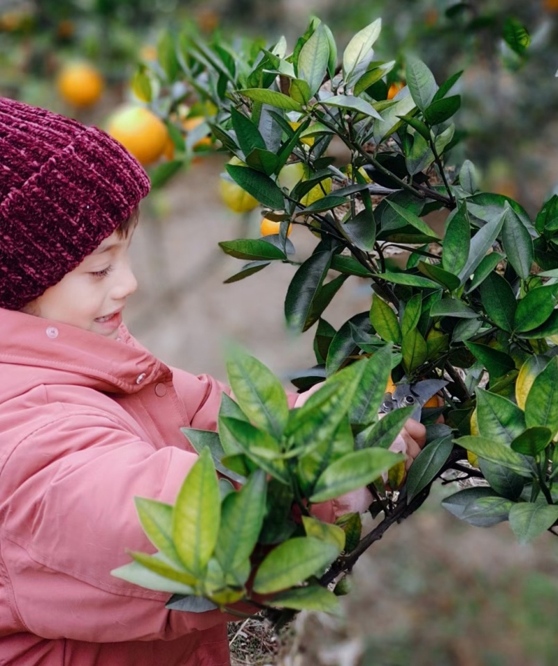Pick your own oranges | BlueHamish | Blipfoto