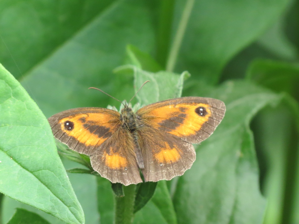 Gatekeeper. | Midlander | Blipfoto