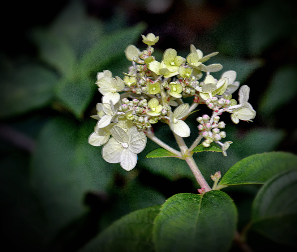 A pleasant bus ride to... | mambo | Blipfoto