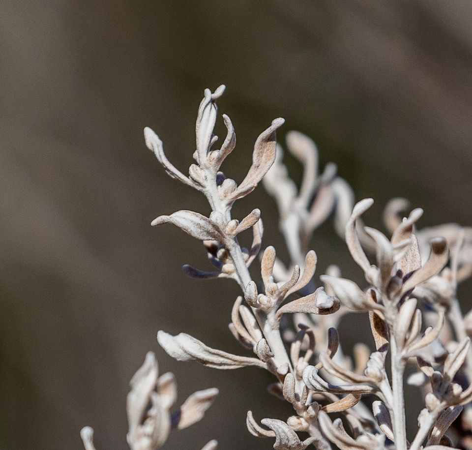 SOMETHING DRY | Doyley22 | Blipfoto