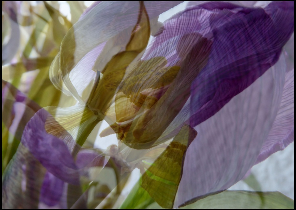 Flower Friday....Tulips | evolybab | Blipfoto