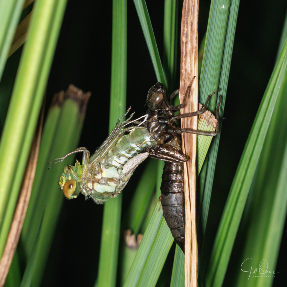 Southern Hawker factory | JDO | Blipfoto