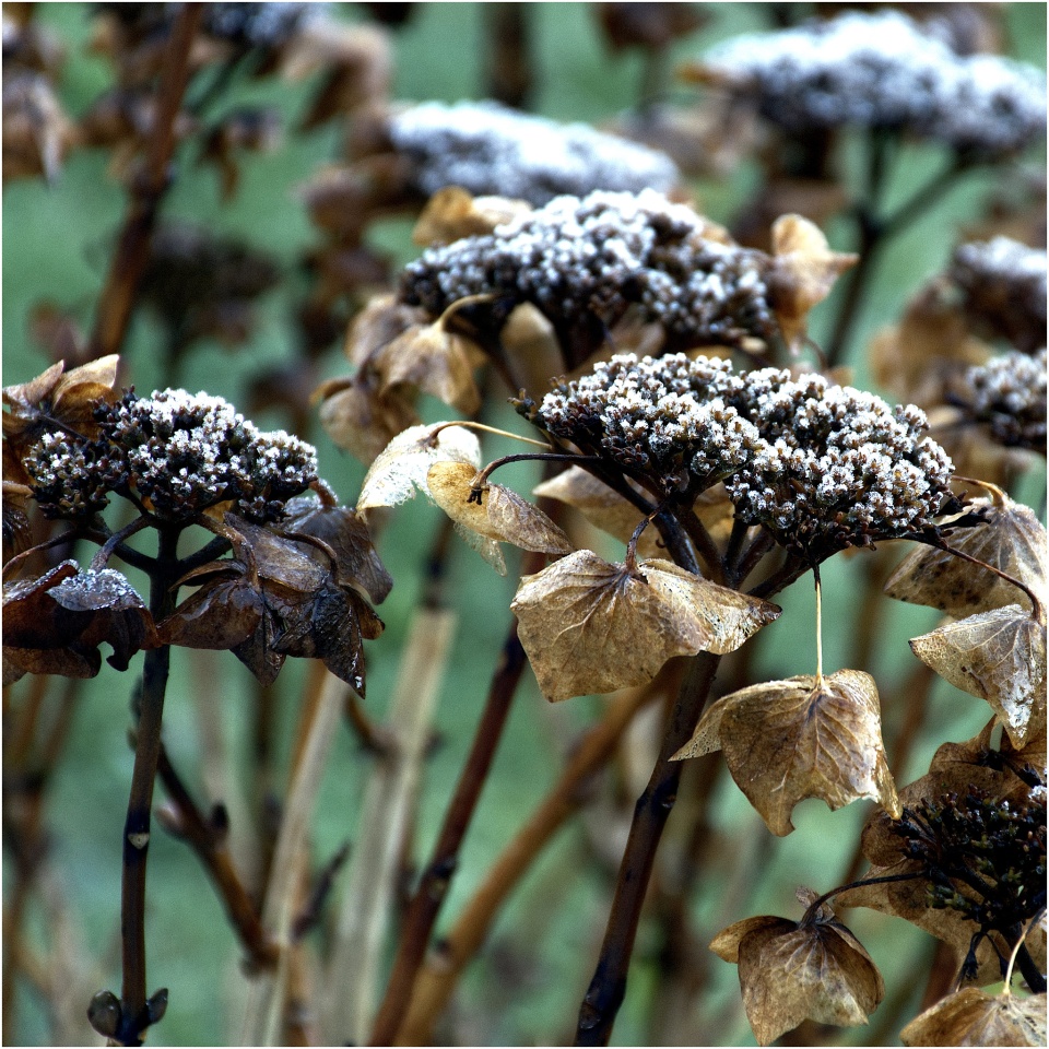 Frost on the Hydrangeas | Hyperion | Blipfoto