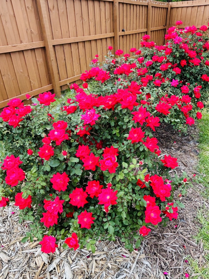 Knockout Roses | Doingok | Blipfoto