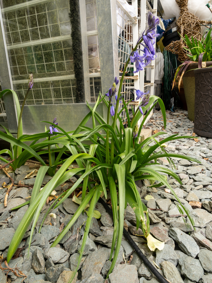 Greenhouse Bluebell (FF18_25) | steveng | Blipfoto