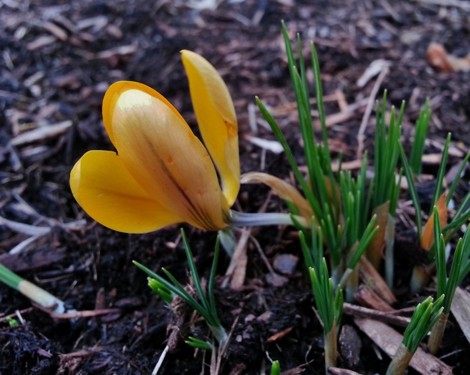 First Crocus 2014 | RonaldBerry | Blipfoto