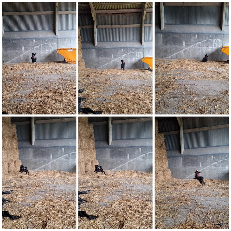Barn-Balling | TKM | Blipfoto