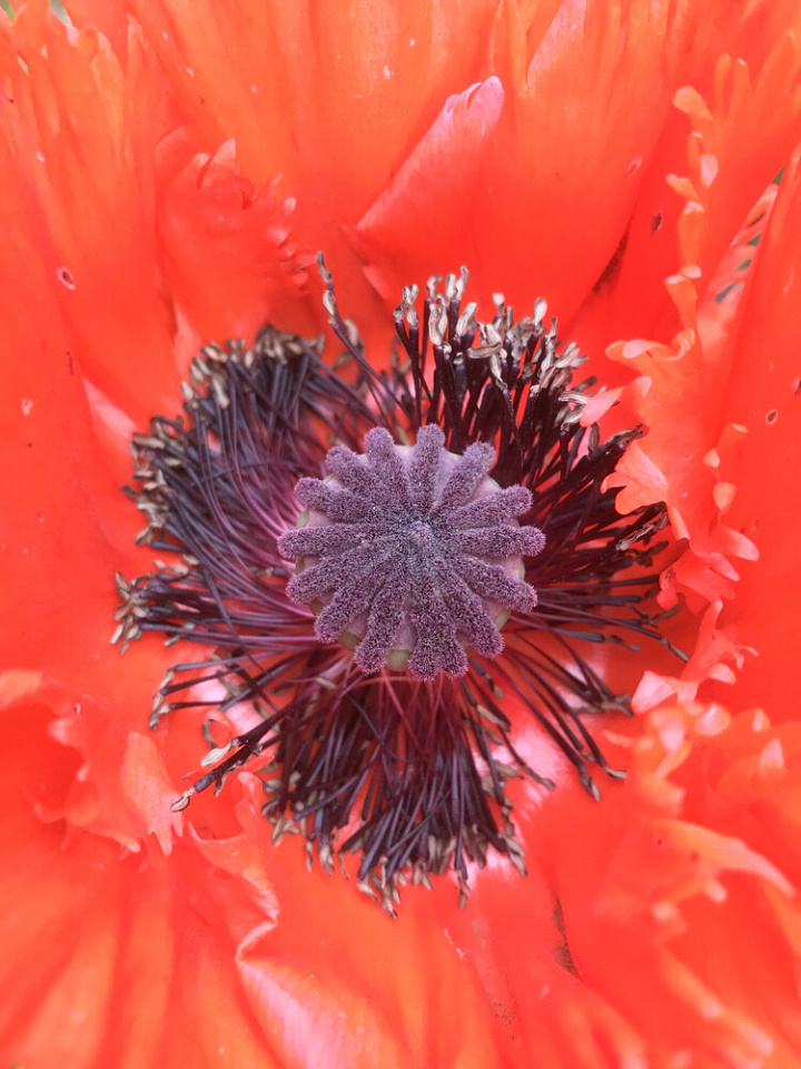 Poppy | woodleywise | Blipfoto