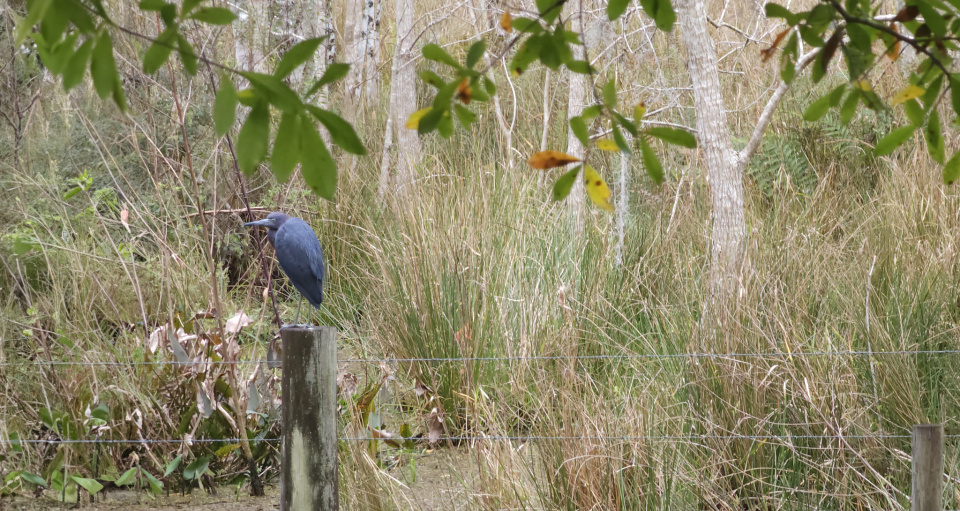 Little Heron | bugsman | Blipfoto