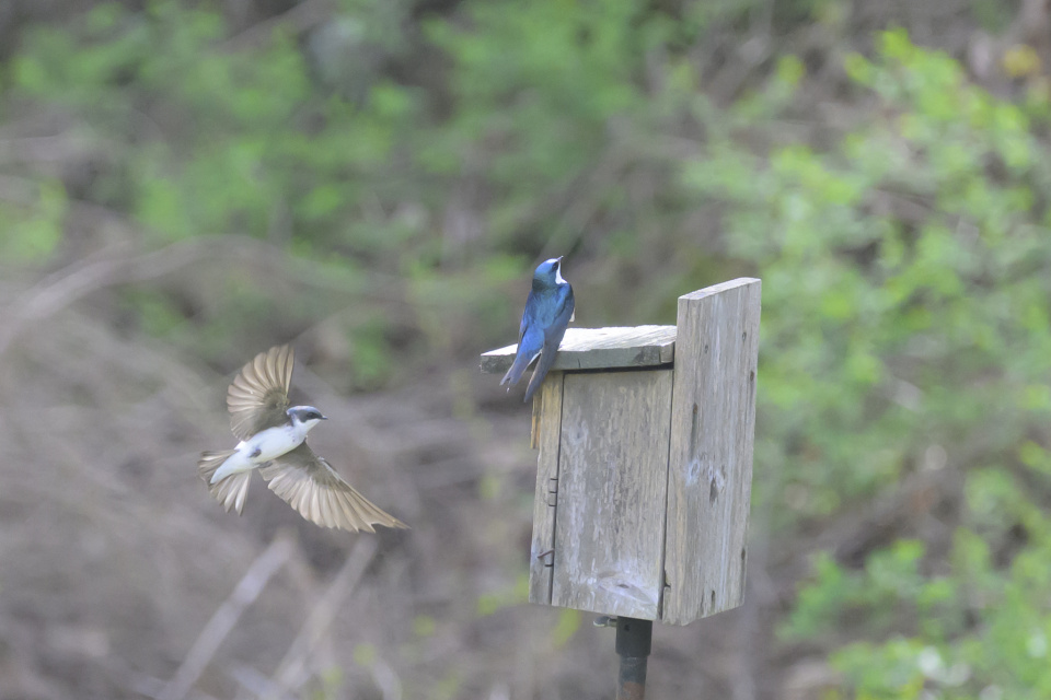 For Rent - Inquire Within | dbifulco | Blipfoto