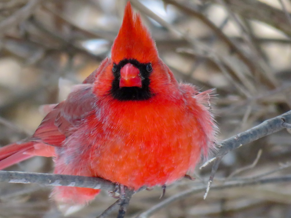 Cold Cardinal | KevinV | Blipfoto