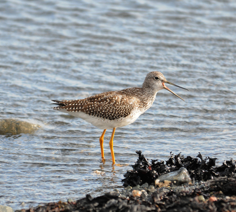 Scolding Greater Yellowlegs | toddboland | Blipfoto