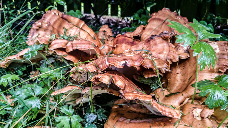Big Fungus Thing | stuartjross | Blipfoto