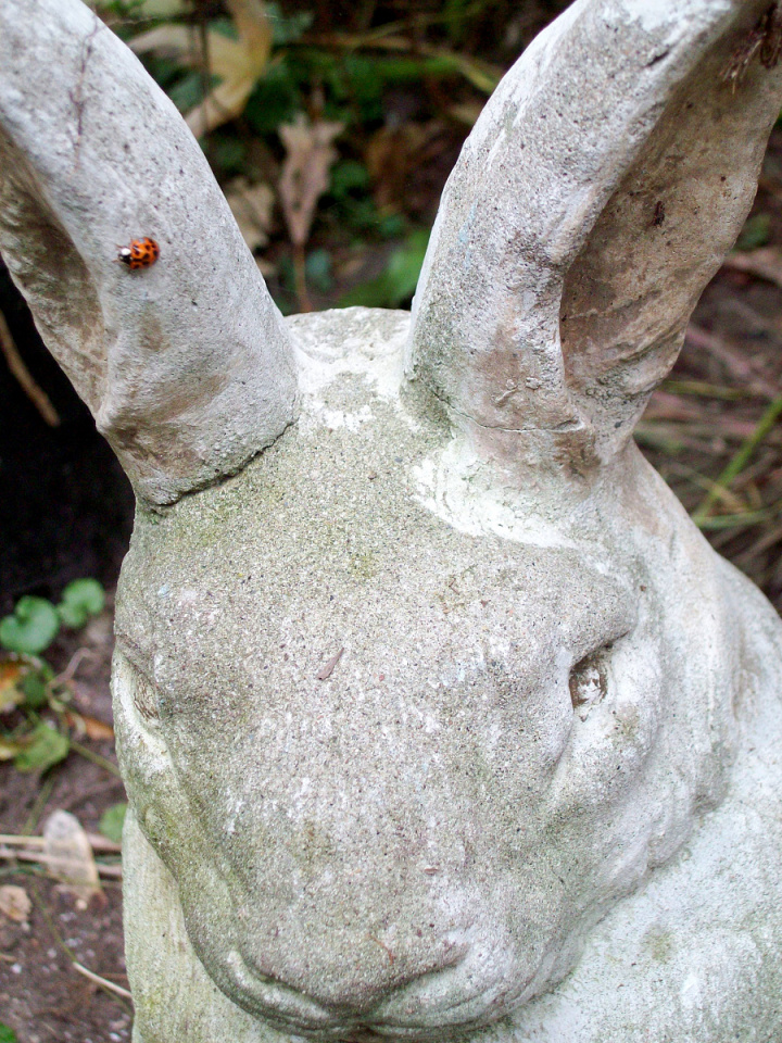 Buggy rabbit | EdwardFenner | Blipfoto