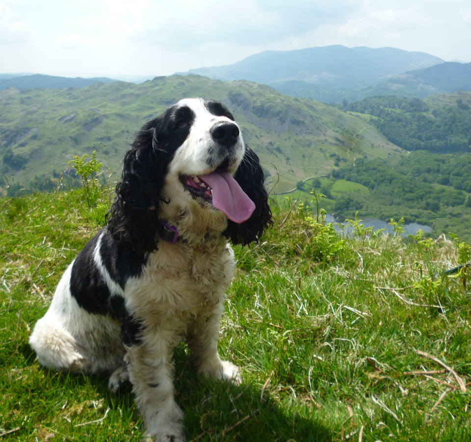 Hot dog! | biblinros | Blipfoto