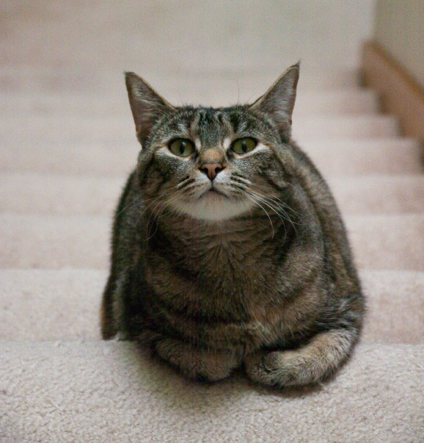 Mehitabel on the Stairs | ArtistAnnie | Blipfoto
