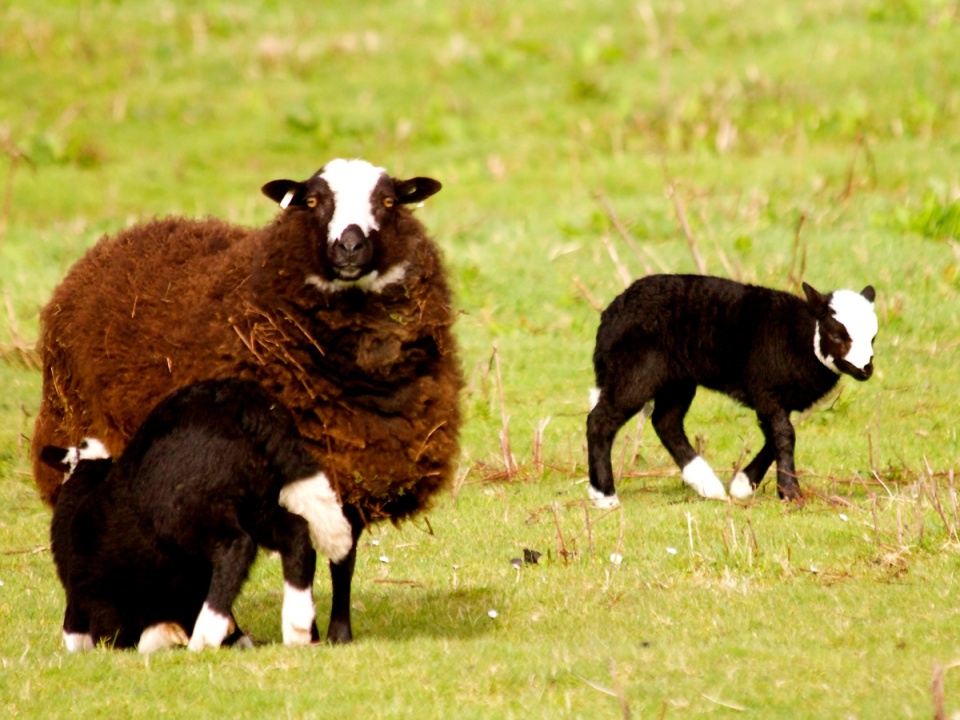 Bar Bar Black Sheep have you any wool? Yes | GM4EMX | Blipfoto