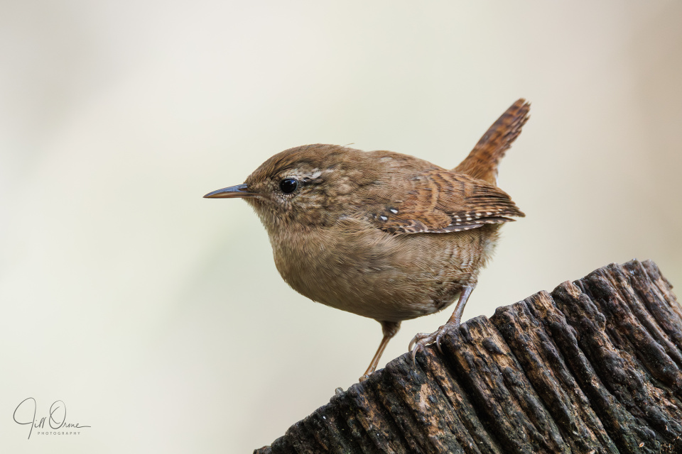 Perky | JDO | Blipfoto