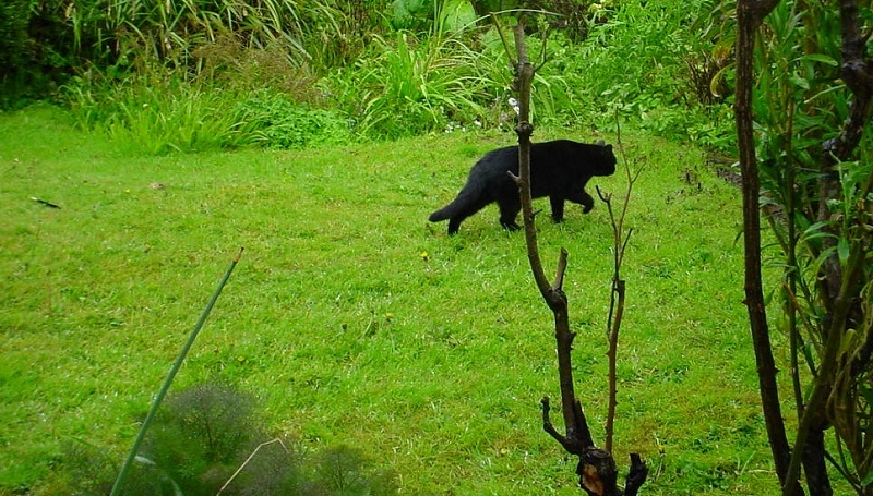 Maximillian the Cat | doffy | Blipfoto