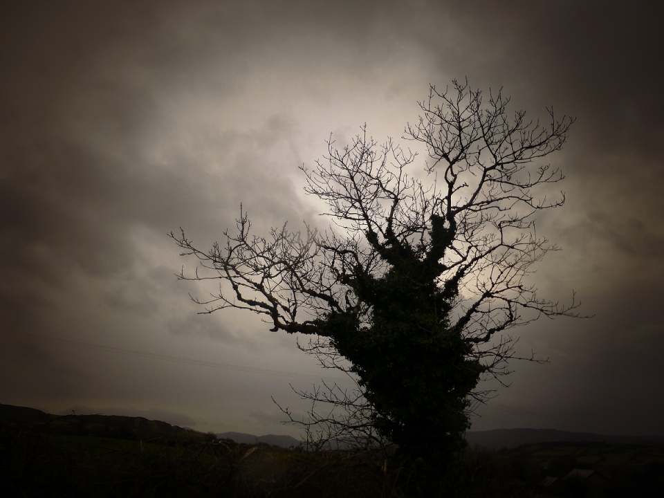 sinister tree | martindawe | Blipfoto