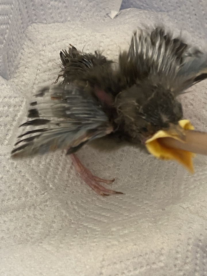 Louie the baby tui | GingerNan | Blipfoto