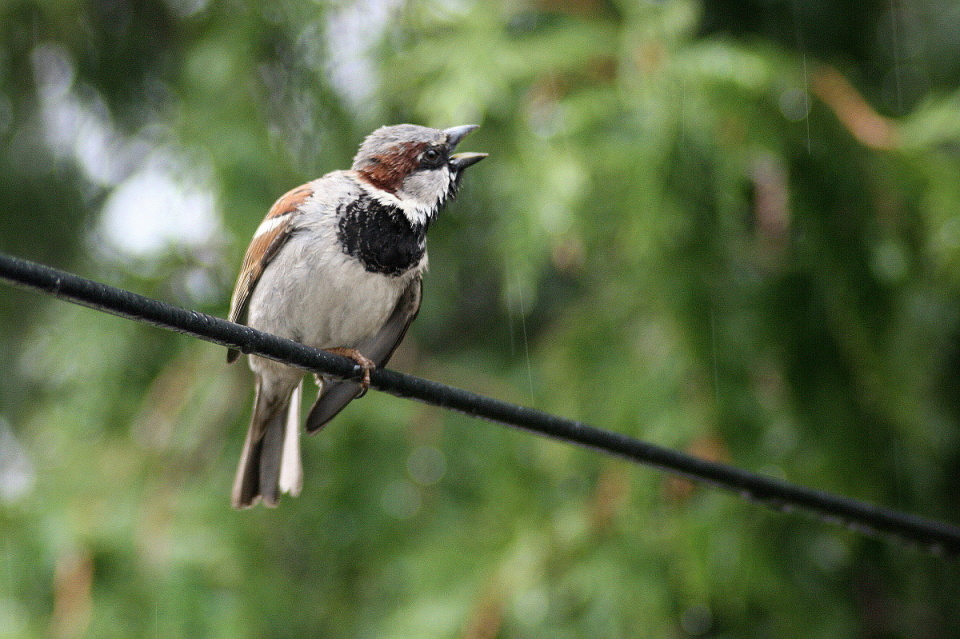 A Wet Bird | outdoorguy | Blipfoto