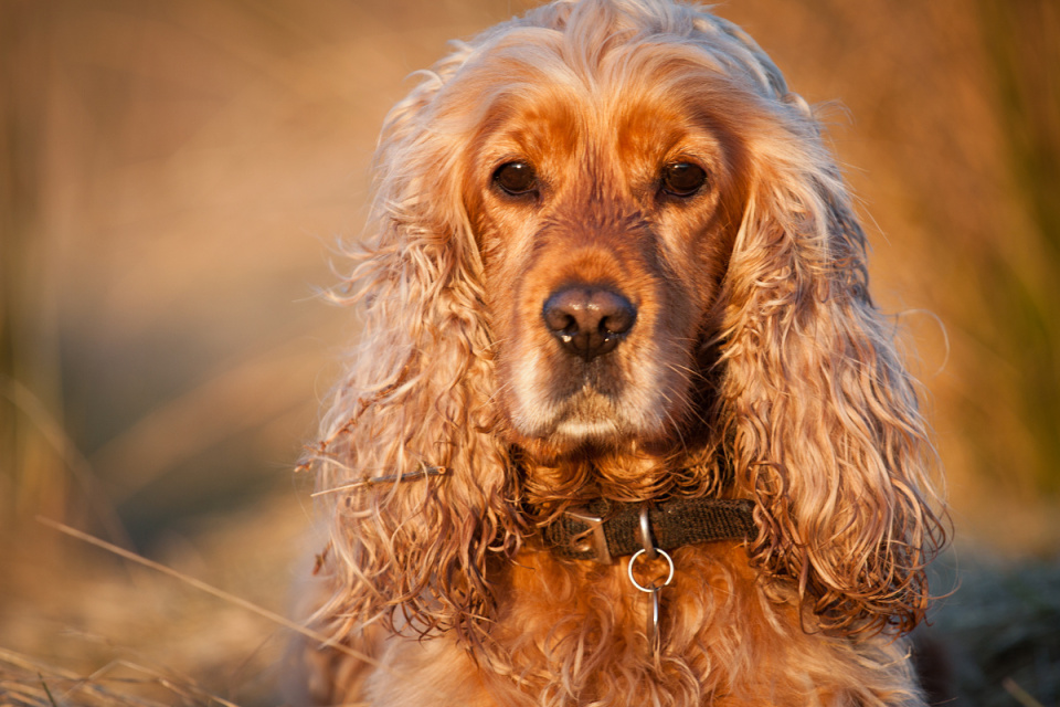 Breagha at Dusk | TrishaR | Blipfoto