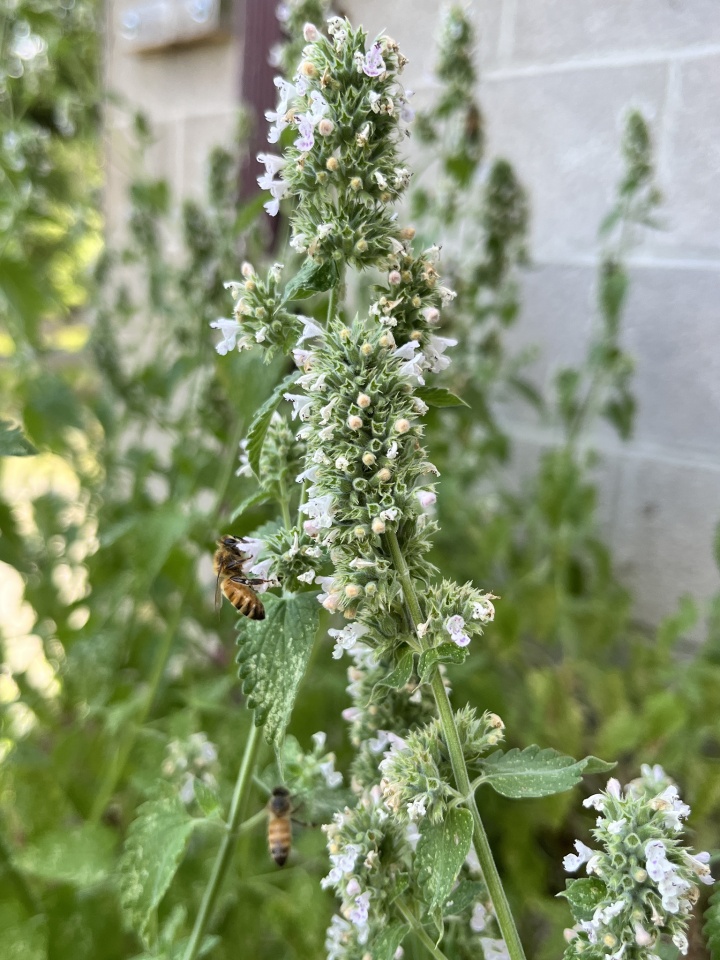 Wild Mint and bees | libeccio | Blipfoto