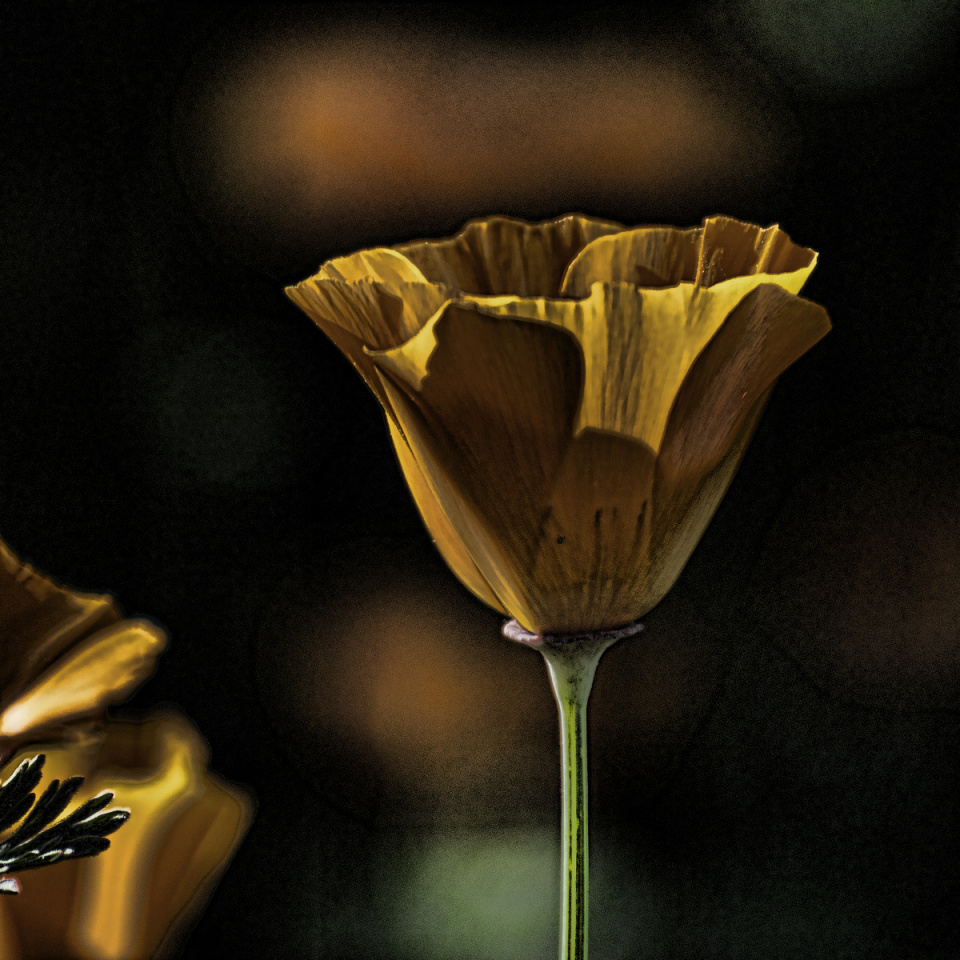 Poppy Light! | rwsphotography | Blipfoto