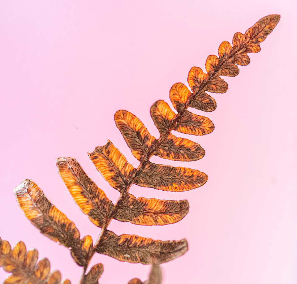 Faffed frond... | Damnonii | Blipfoto