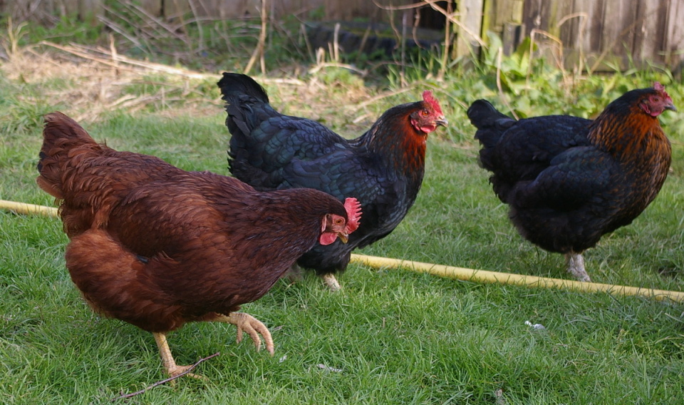 Spring Chickens | eternal | Blipfoto