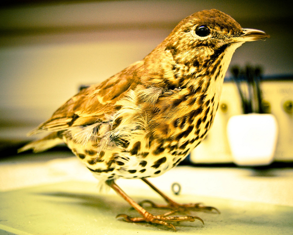 Song Thrush | Runningbackwards | Blipfoto