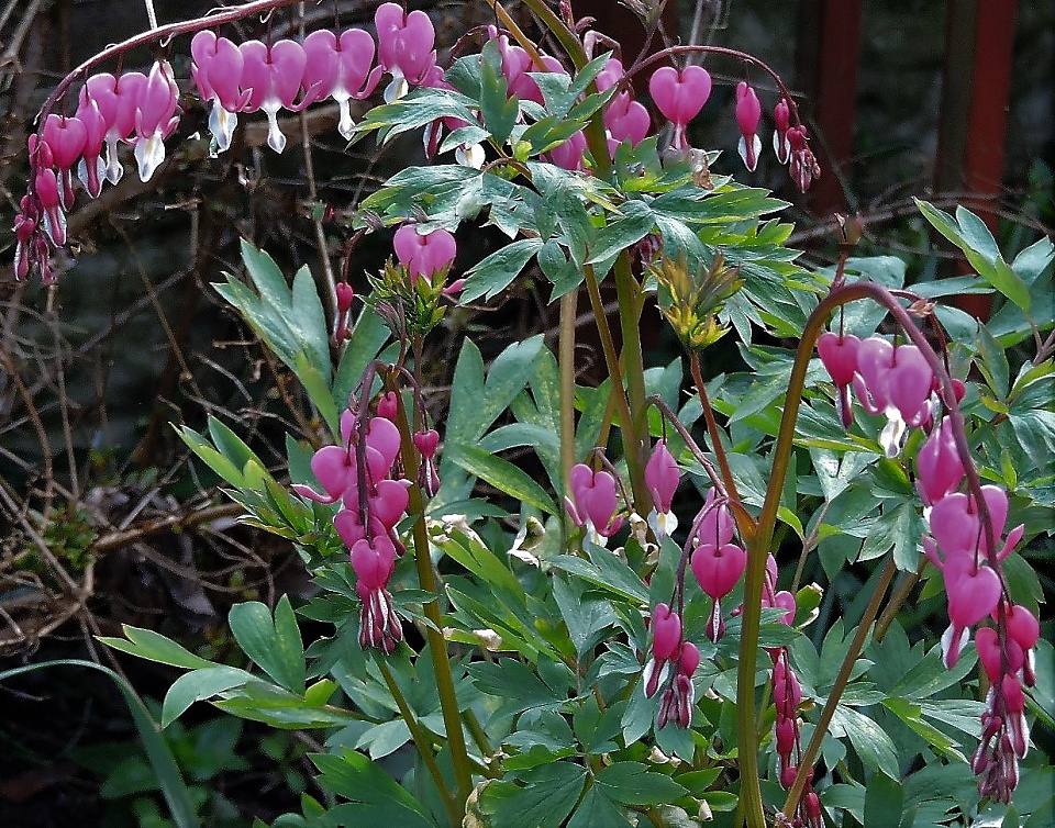 Dicentra Spectabilis | craftylady | Blipfoto