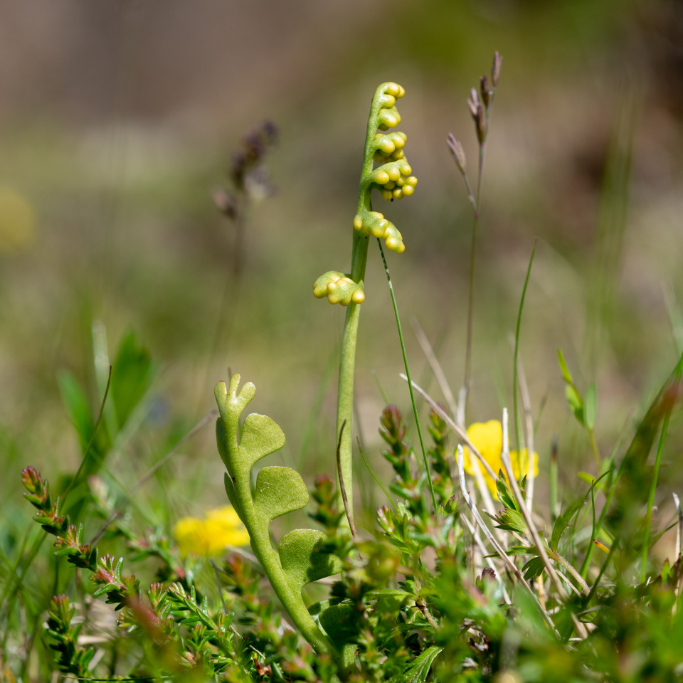 Moonwort | Treshnish | Blipfoto