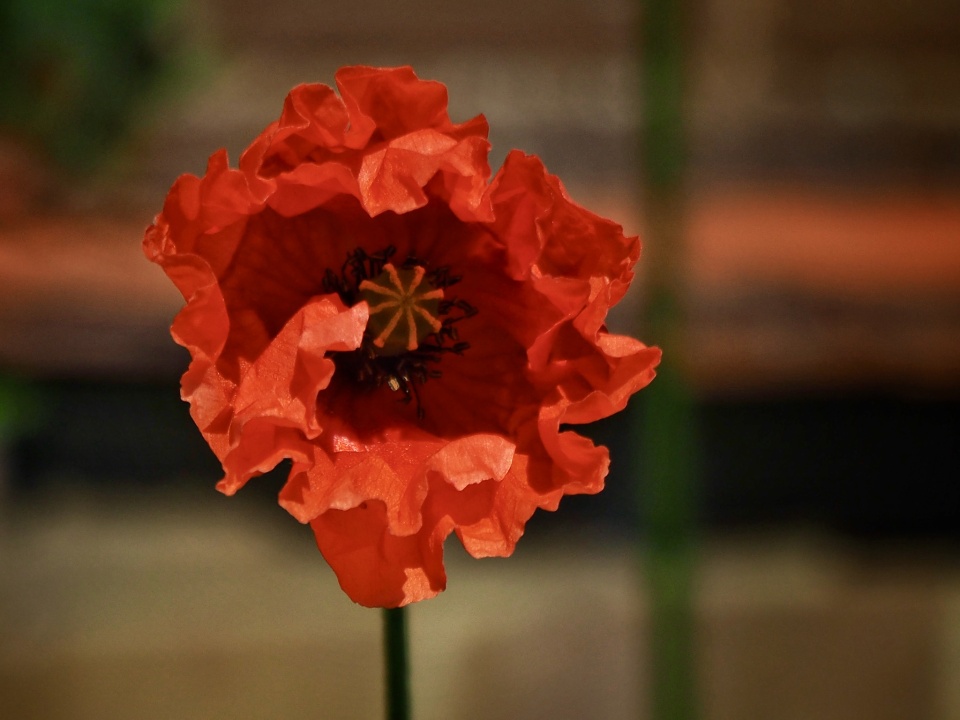 Poppy | JohnRH | Blipfoto