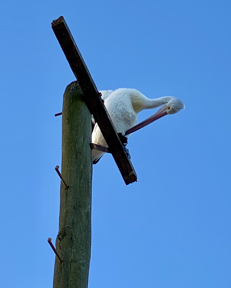 Large Cleaning Bill | Feather | Blipfoto