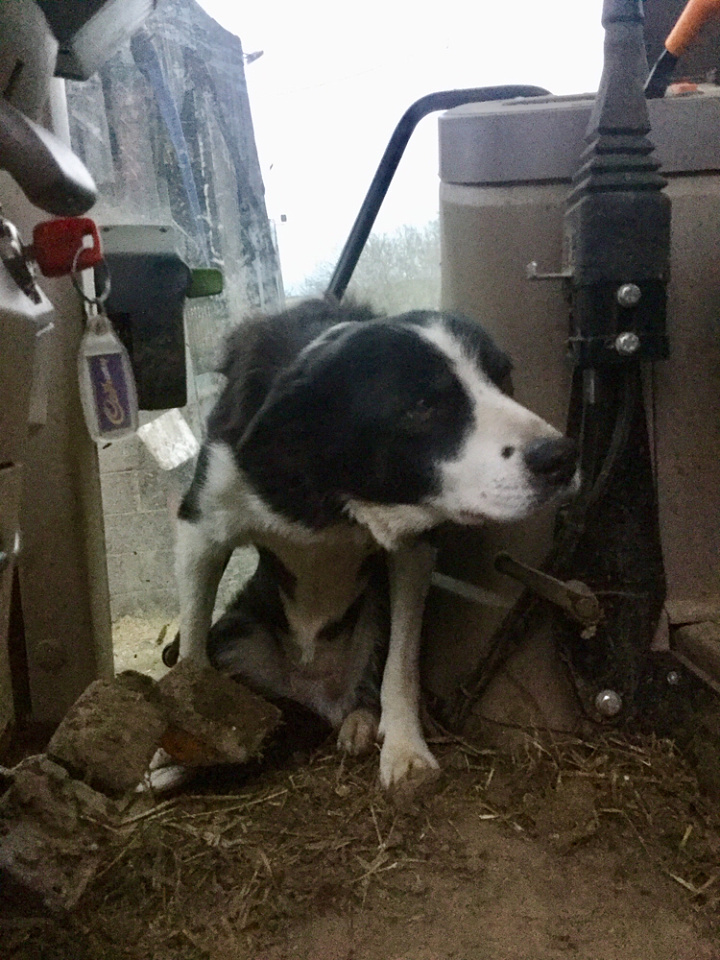 Life in the old dog yet .... | Farmerboab | Blipfoto