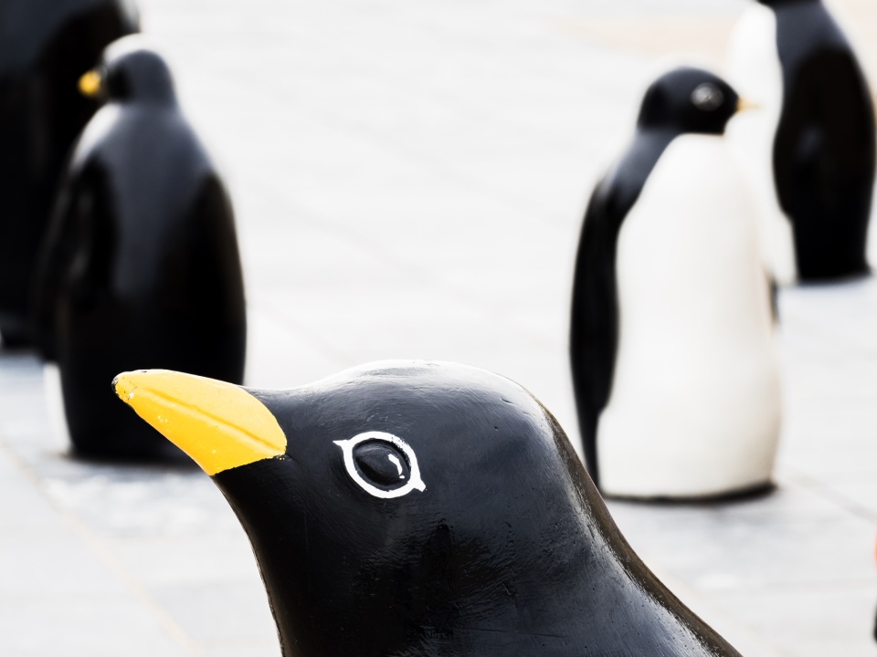 Redcar Penguins | Pixelfoto | Blipfoto