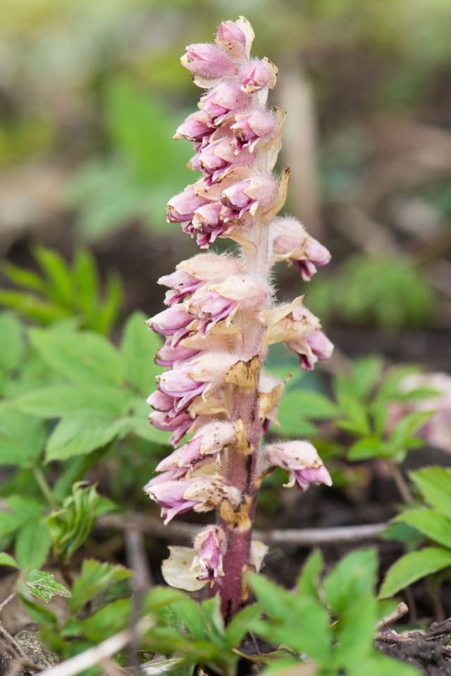 Toothwort | gladders | Blipfoto