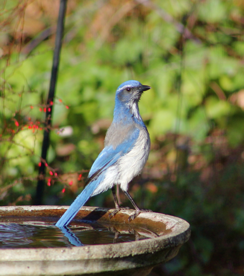 Western Scrub Jay | Sue | Blipfoto