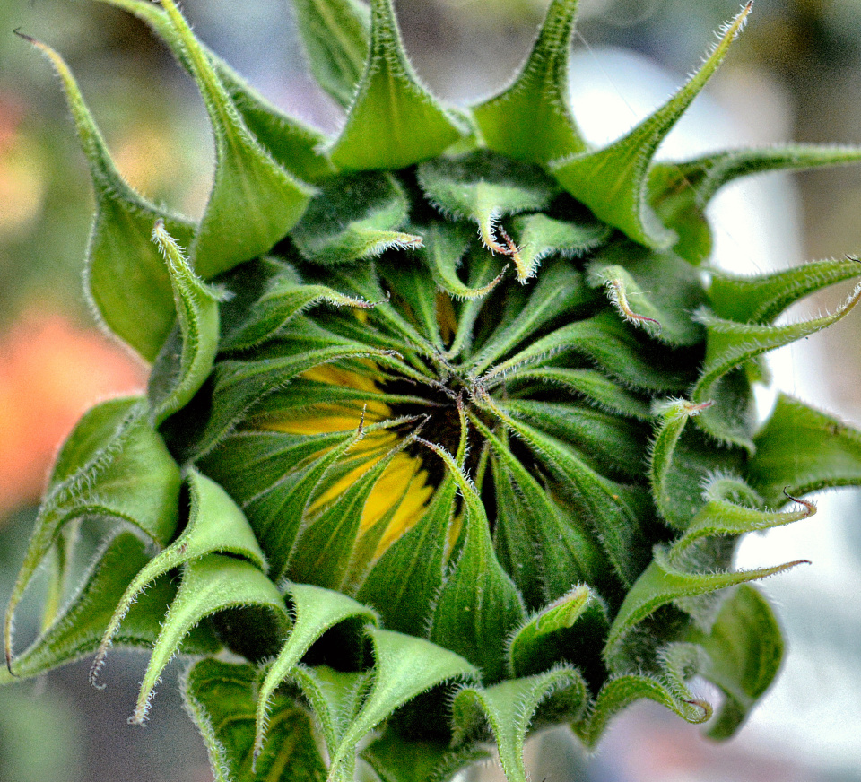 Peeping | mambo | Blipfoto