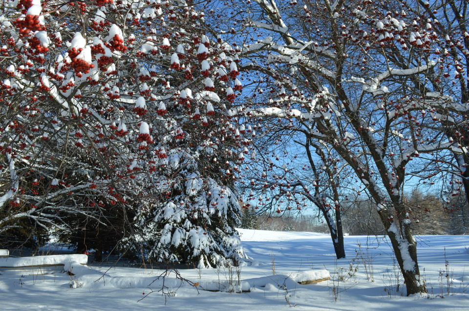 Christmas Berry Tree | dfb24 | Blipfoto
