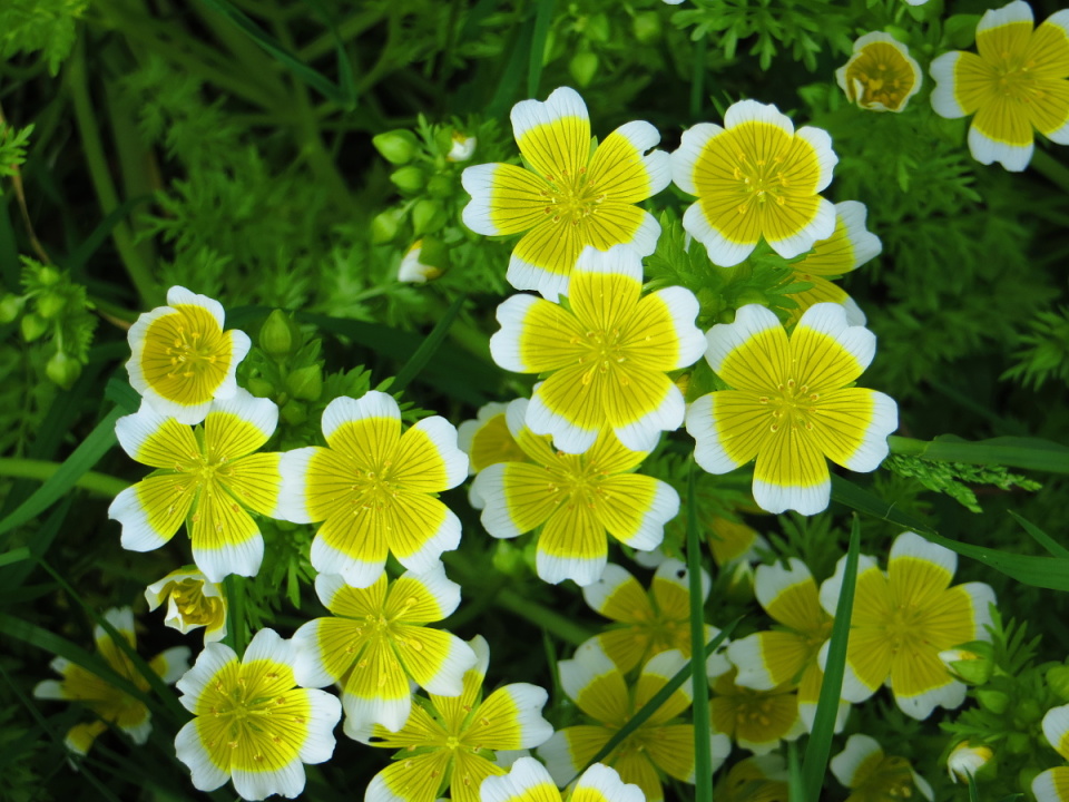 Poached Egg Plants | Nordzin | Blipfoto