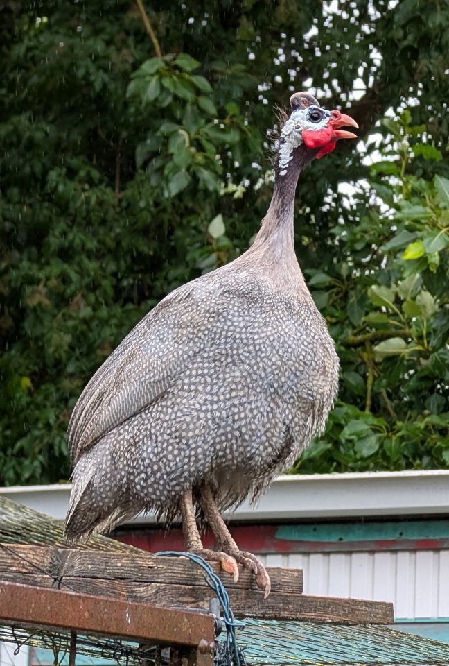 Alert | Hanulli | Blipfoto