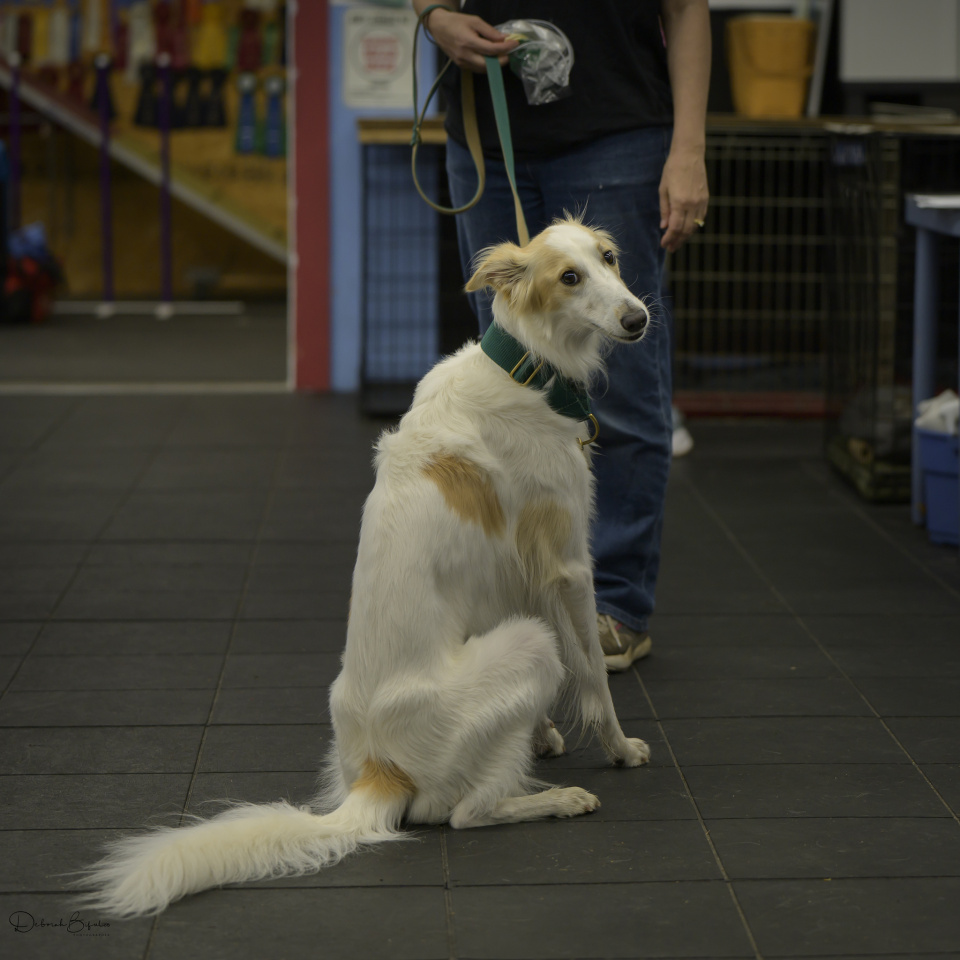 Silken | dbifulco | Blipfoto