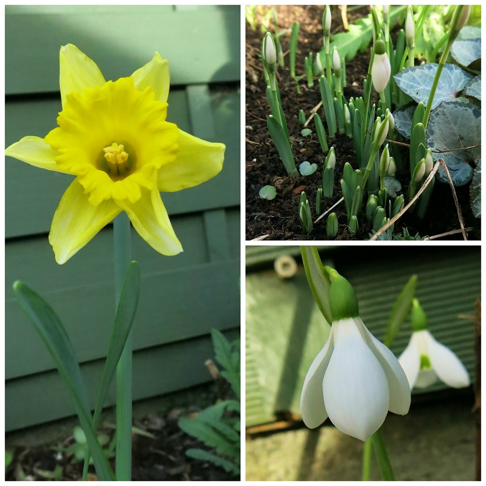 SNOWDROPS AND DAFFODIL | sunflower | Blipfoto